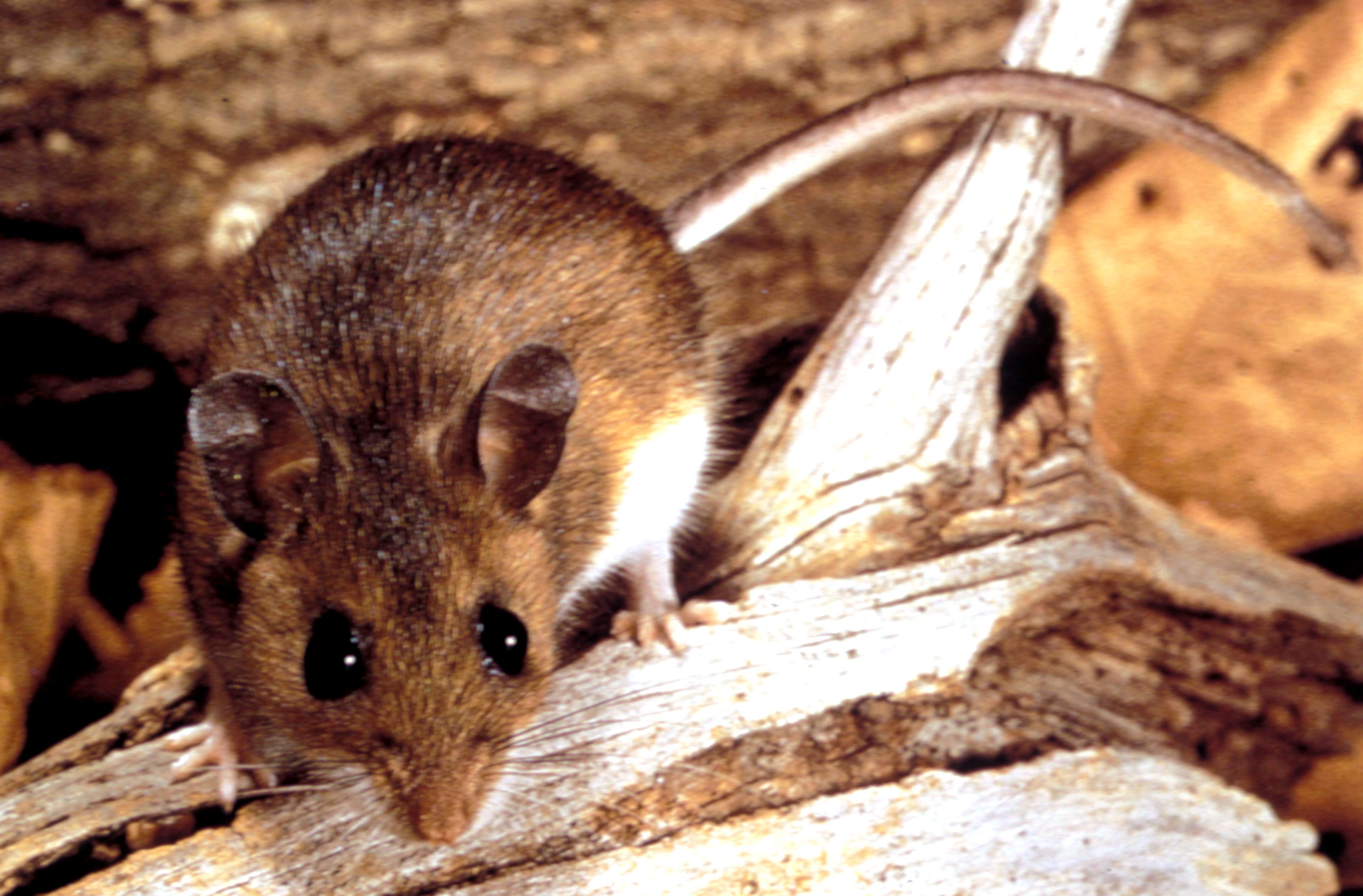 Michigan Mice Control | Poison Free Mice Removal Service