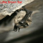 Common Bats Flying in Michigan | 9 Different Bat Species